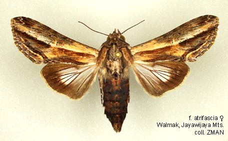 Papua Insects Foundation (Lepidoptera/Euteliidae/Stictopterinae/Aegilia ...